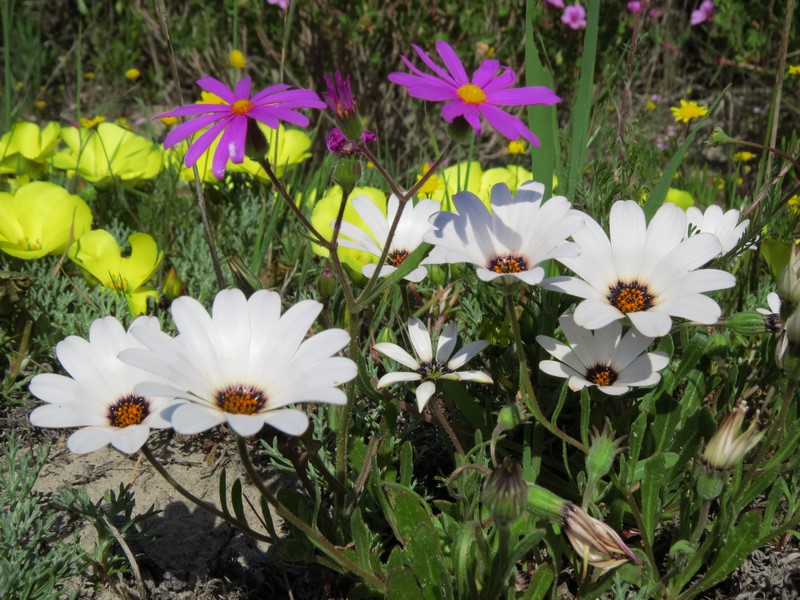 Cape Town flower season is upon us