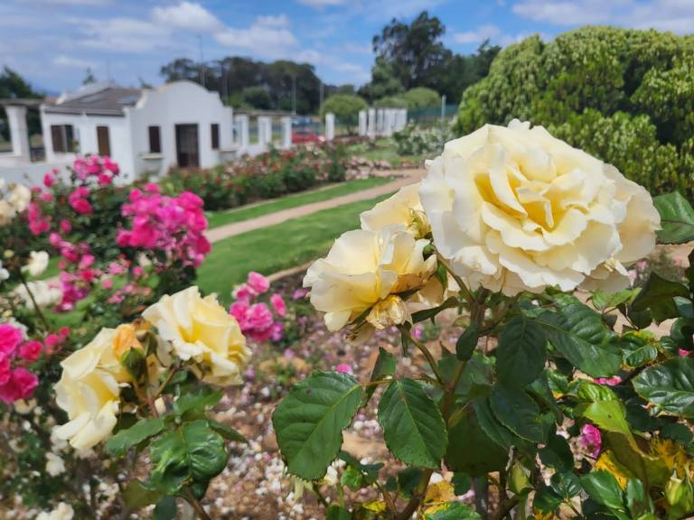 first Rose Show at Durbanville Rose Garden