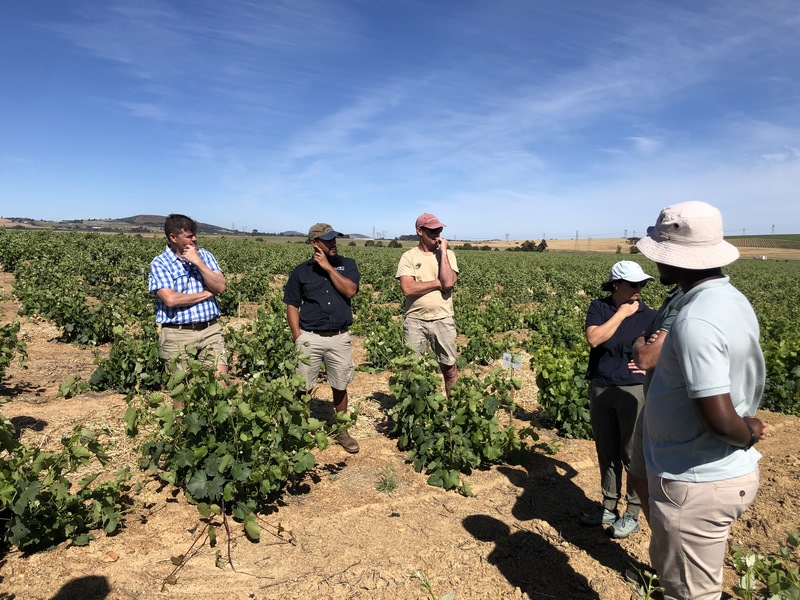 Cultivating the Future: GEN-Z Vineyard Project Evolves Into ADVICO